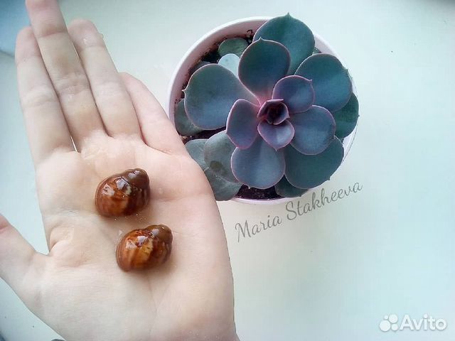 Улитки разных видов