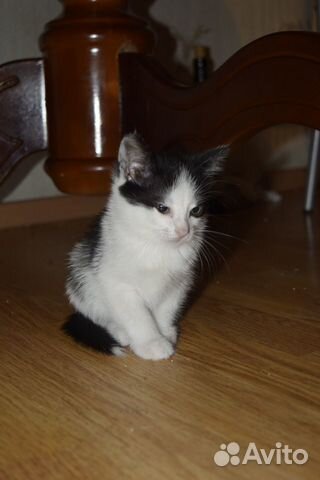 Милый, умный и очень игривый котенок в добрые руки