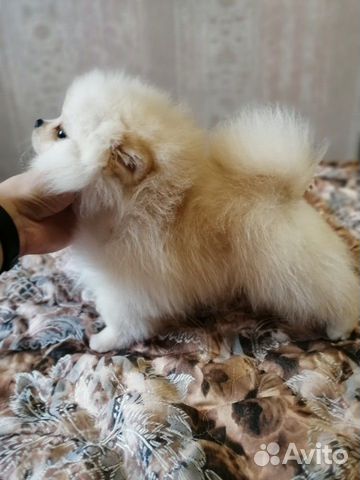 Девочка помераночка РКФ