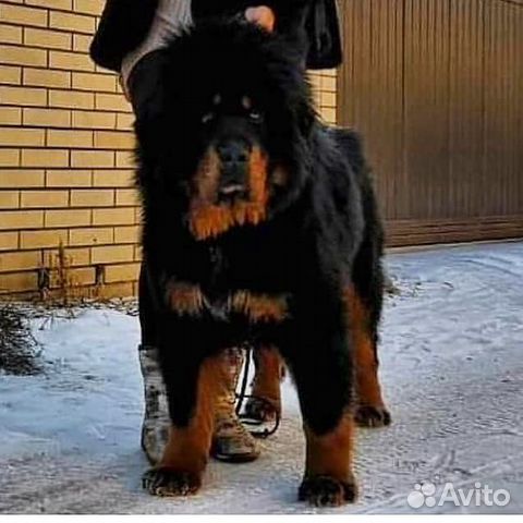 Отличная племенная сука Тибетского мастифа