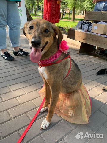 В добрые руки милашка ника