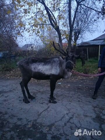 Домашний ездовой олень