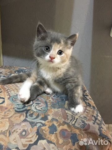 Котёнок девочка