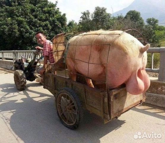 Хряк производитель