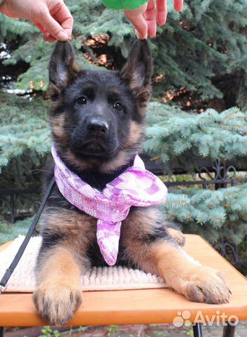 Щенок немецкой овчарки