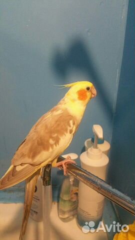 Продам попугая птенцы Карелла