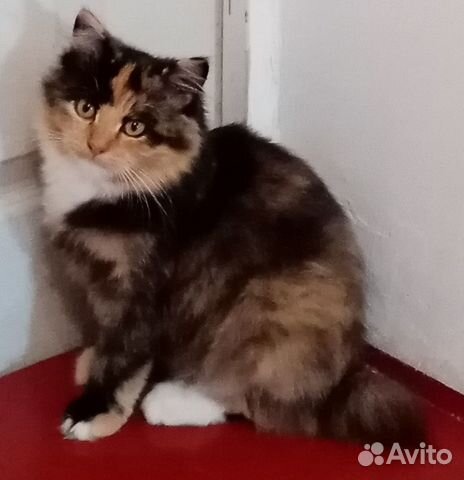 Котята в добрые руки (мама-бобтейл)