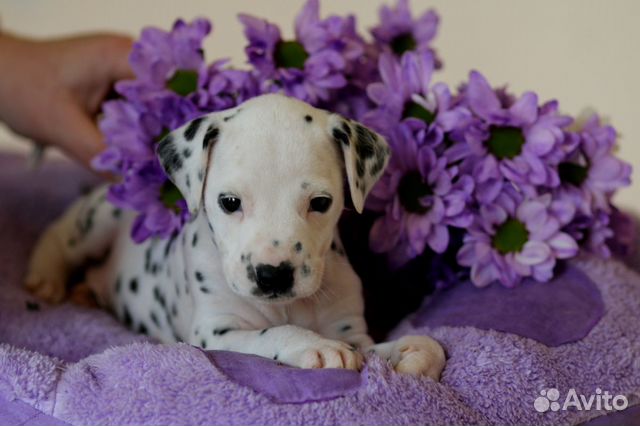 Щенок далматина. кобель