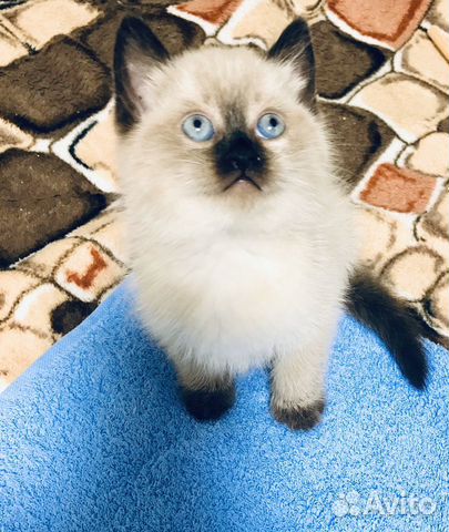 Котёнок по имени Гав