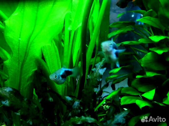 Пецилия голубая тукседо