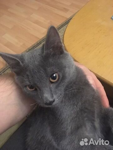 Кошка сибирская голубая, 6 месяцев