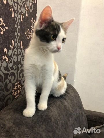 Ищет дом котенок