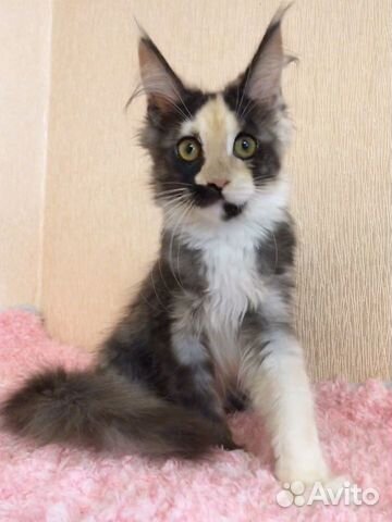 Котенок - кошечка