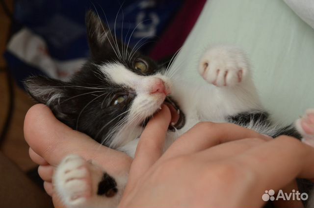 Котенок ищет дом