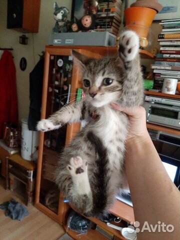 Котенок девочка 1 мес