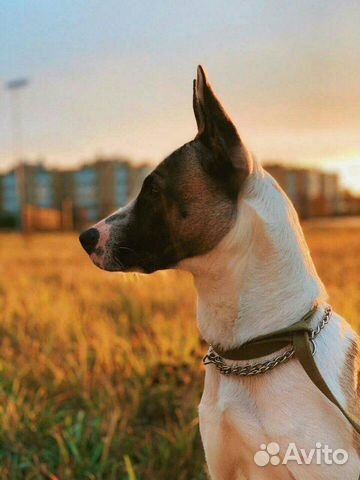Отдам Американского питбультерьер а