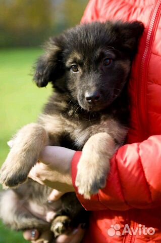 Шикарный овчароидный мальчик