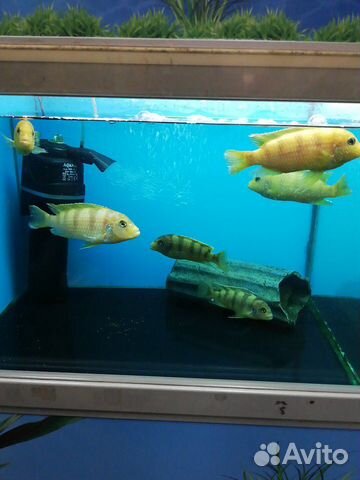 Отдаём Цихлиду