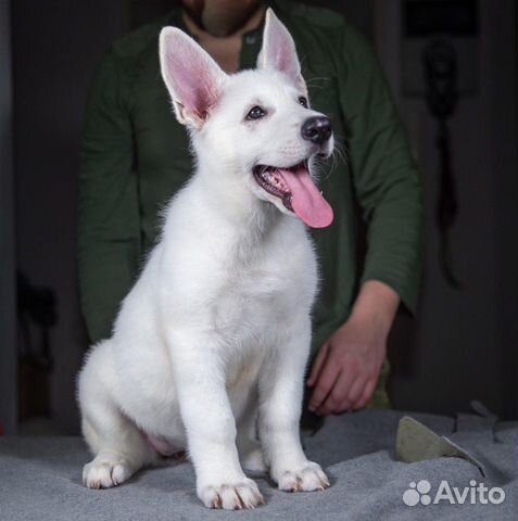 Щенки Белая Швейцарской овчарки