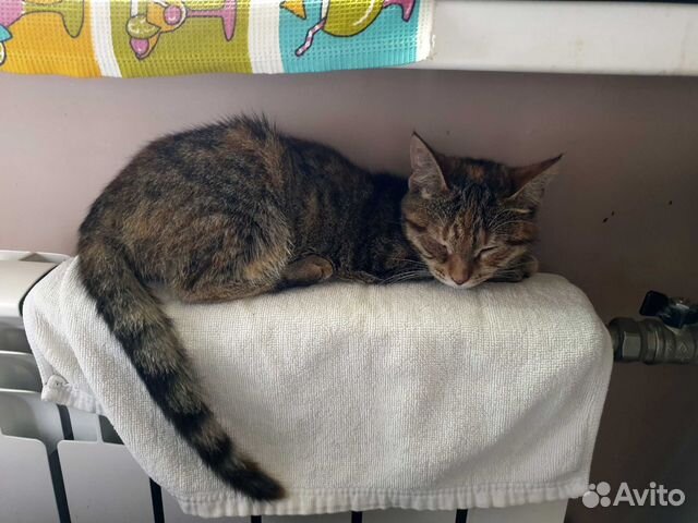 Кошечку найденыша в добрые руки