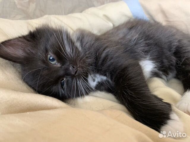 Котенок Дуся