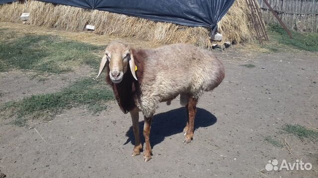 Гиссар на племя