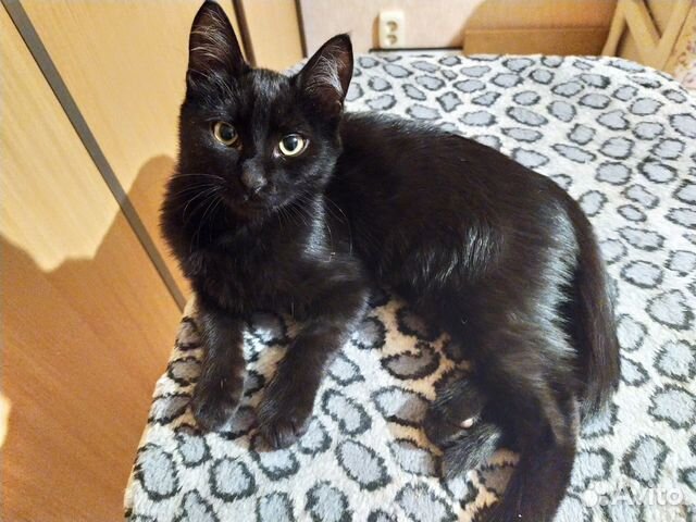 В добрые руки