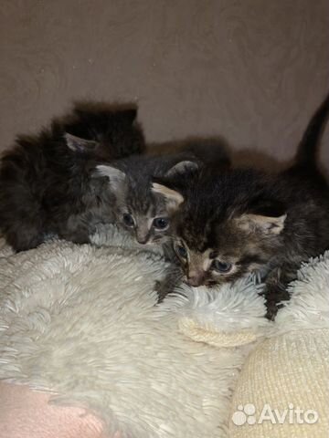Котёнок и котята