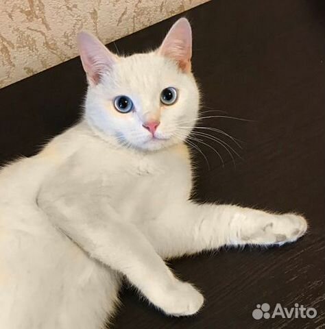 Голубоглазый снежный котик-медвежонок