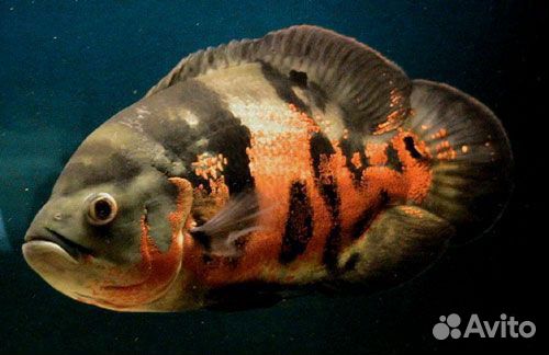 Астронотусы 2 шт