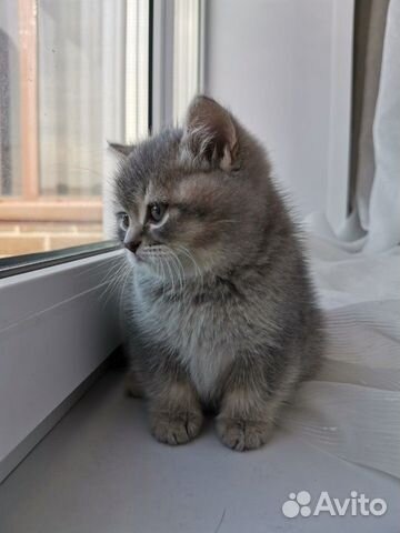 Шотландские котята-медвежата