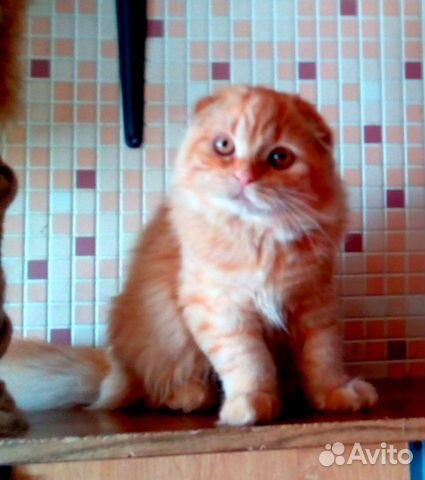 Рыжий хайленд- фолд 4,5 мес