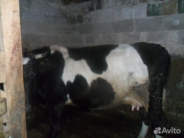 Продам стельную корову