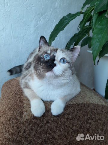 Кошечка