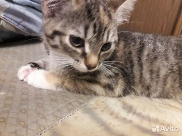Отдам маленького котёнка (девочка) 1/5