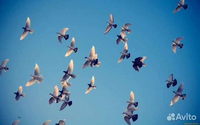 Продаю голубей разных пород