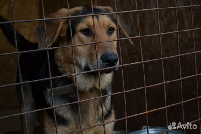 Щенок подросток Дора