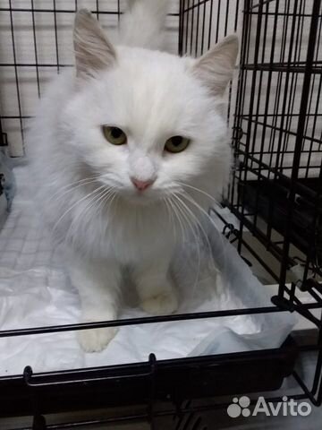 Сладкая куколка, малышка Лиззи в добрые ручки