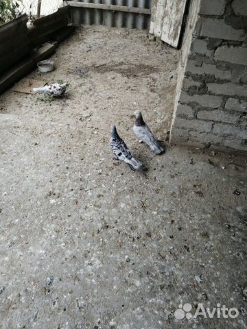 Голуби