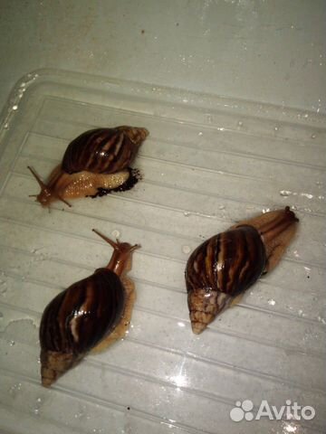 Отдам ахатин