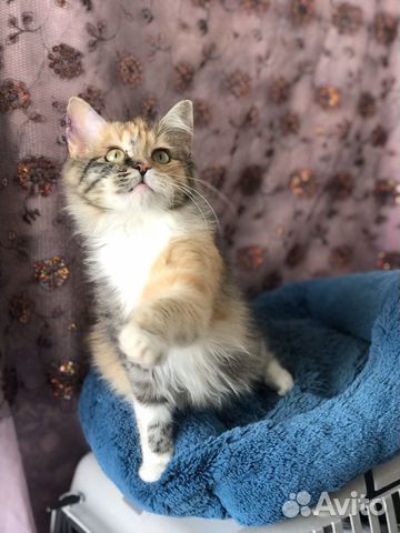 В хорошие руки кошечка Бэтти