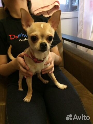 Мальчик чихуахуа