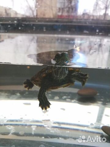 Черепаха с аквариумом