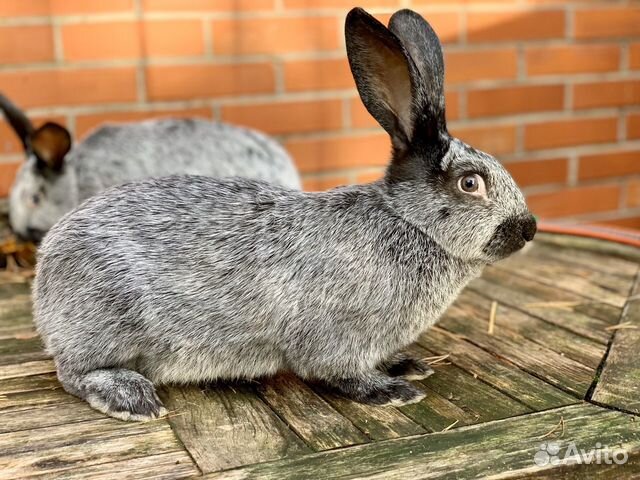 Чистопородное Полтавское серебро