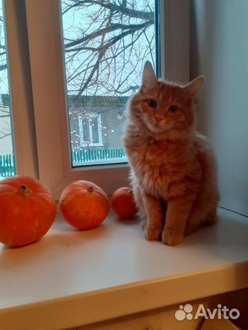 Домашнее солнышко