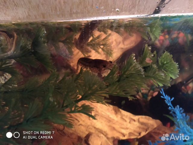 Раки аквариумные, декоративные