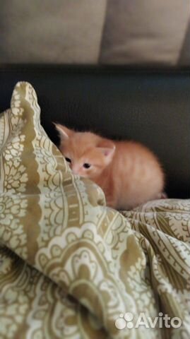 Котенок на счастье