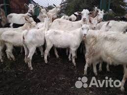 Стадо дойных коз (породистые)