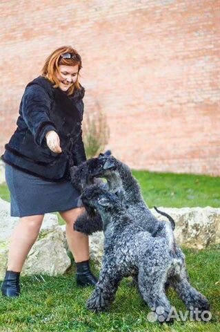 Щенок Керри блю терьера