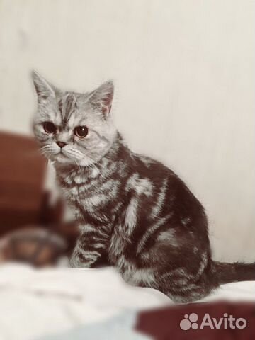 Подрощенный котик в хорошие руки
